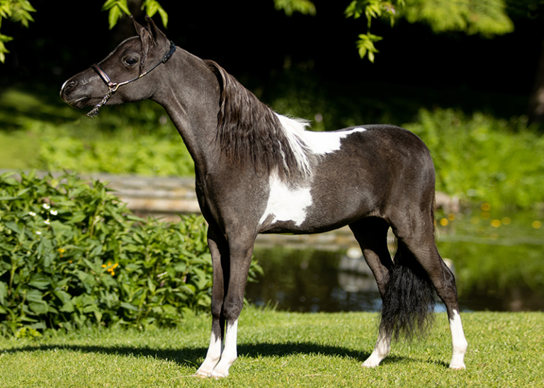 Rassen – Stal Zegwaard