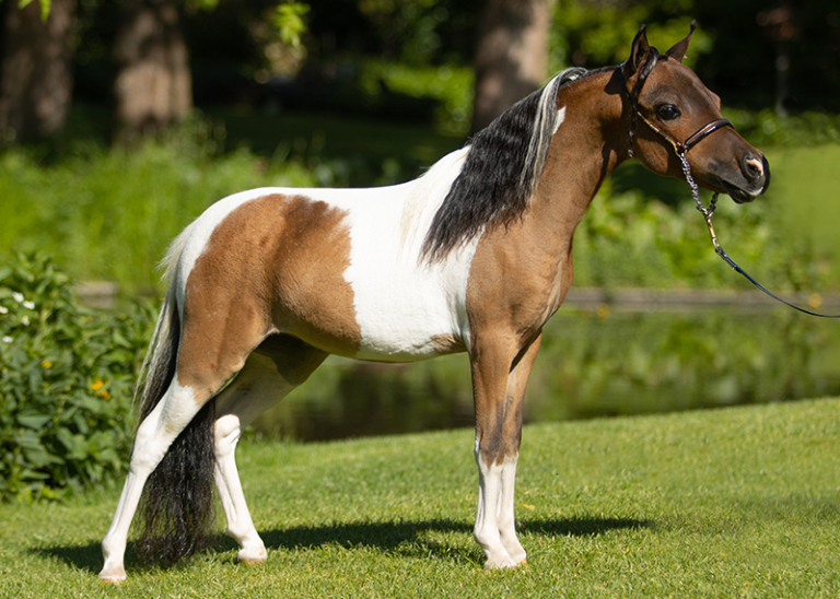 Rassen – Stal Zegwaard