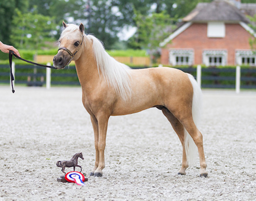 Rassen – Stal Zegwaard